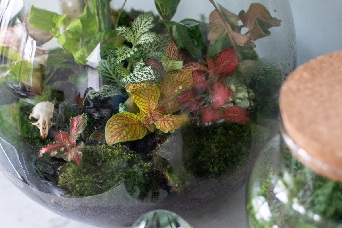 The Science Behind Closed Terrariums: A Self-Sustaining Ecosystem ...