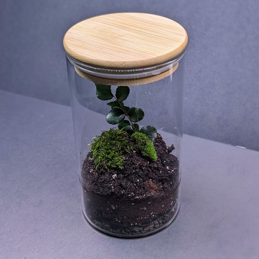 Terrarium Kit - Closed DIY Terrarium Kits in Canada