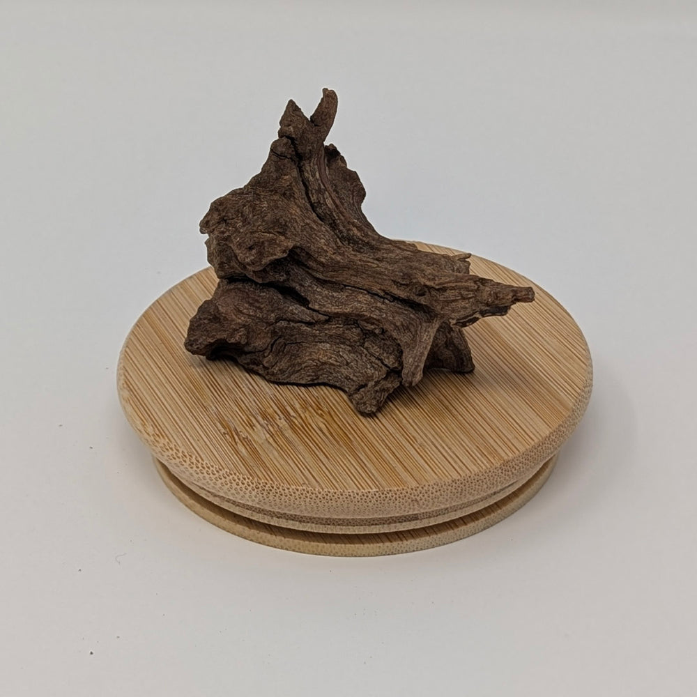 Terrarium Kit - Closed DIY Terrarium Kits in Canada