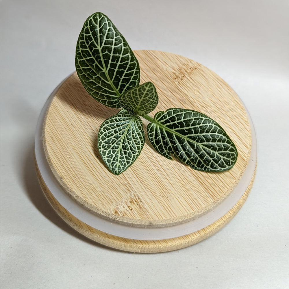 Terrarium Kit - Closed DIY Terrarium Kits in Canada