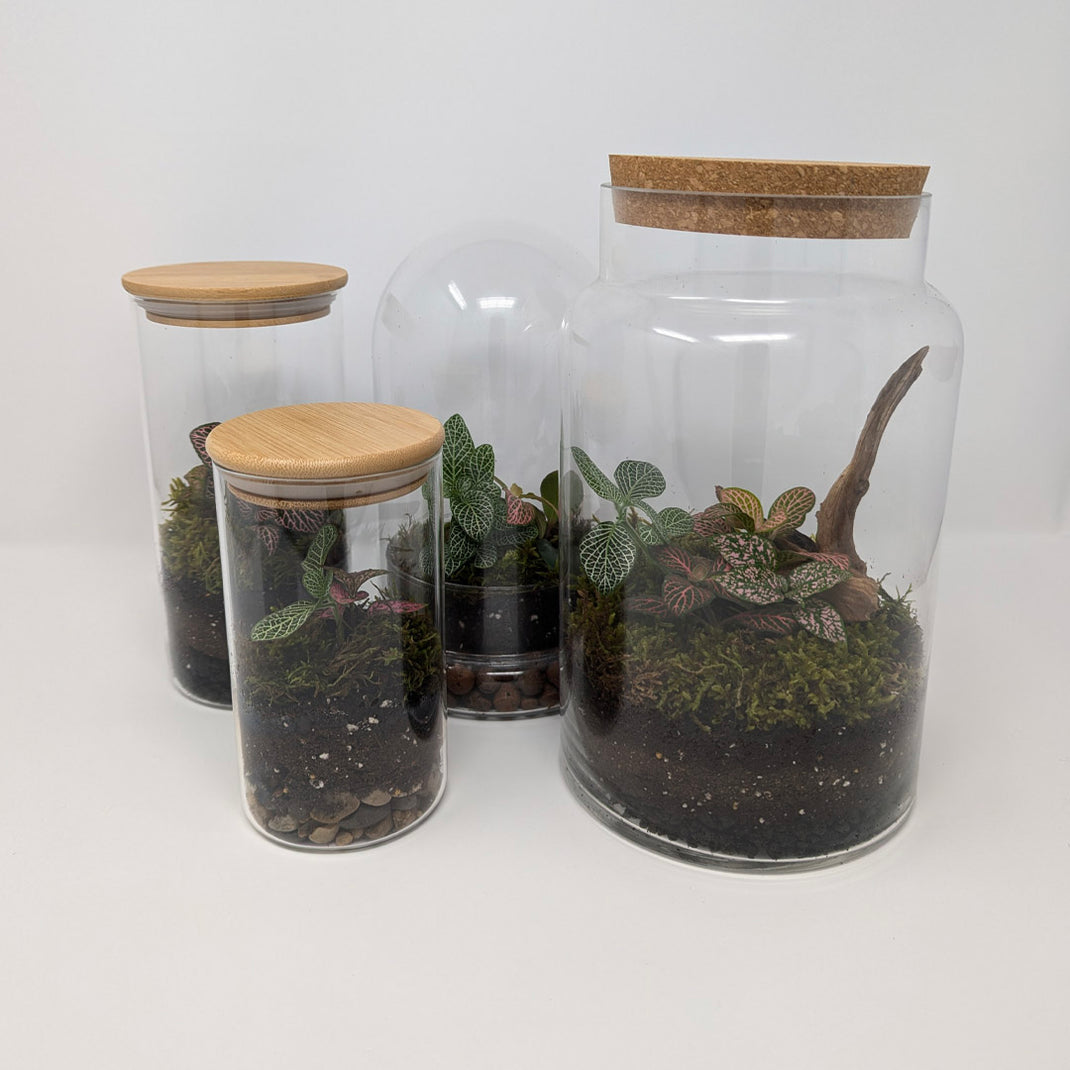 Terrarium Kit - Closed DIY Terrarium Kits in Canada