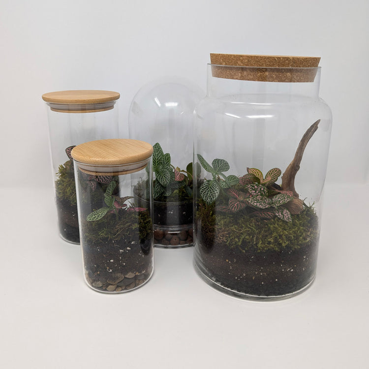 Terrarium Kit - Closed DIY Terrarium Kits in Canada